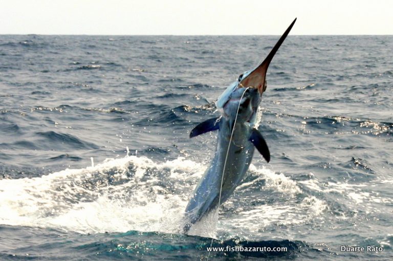 Beaten Black and Blue: Marlin identification by Captain Duarte Rato