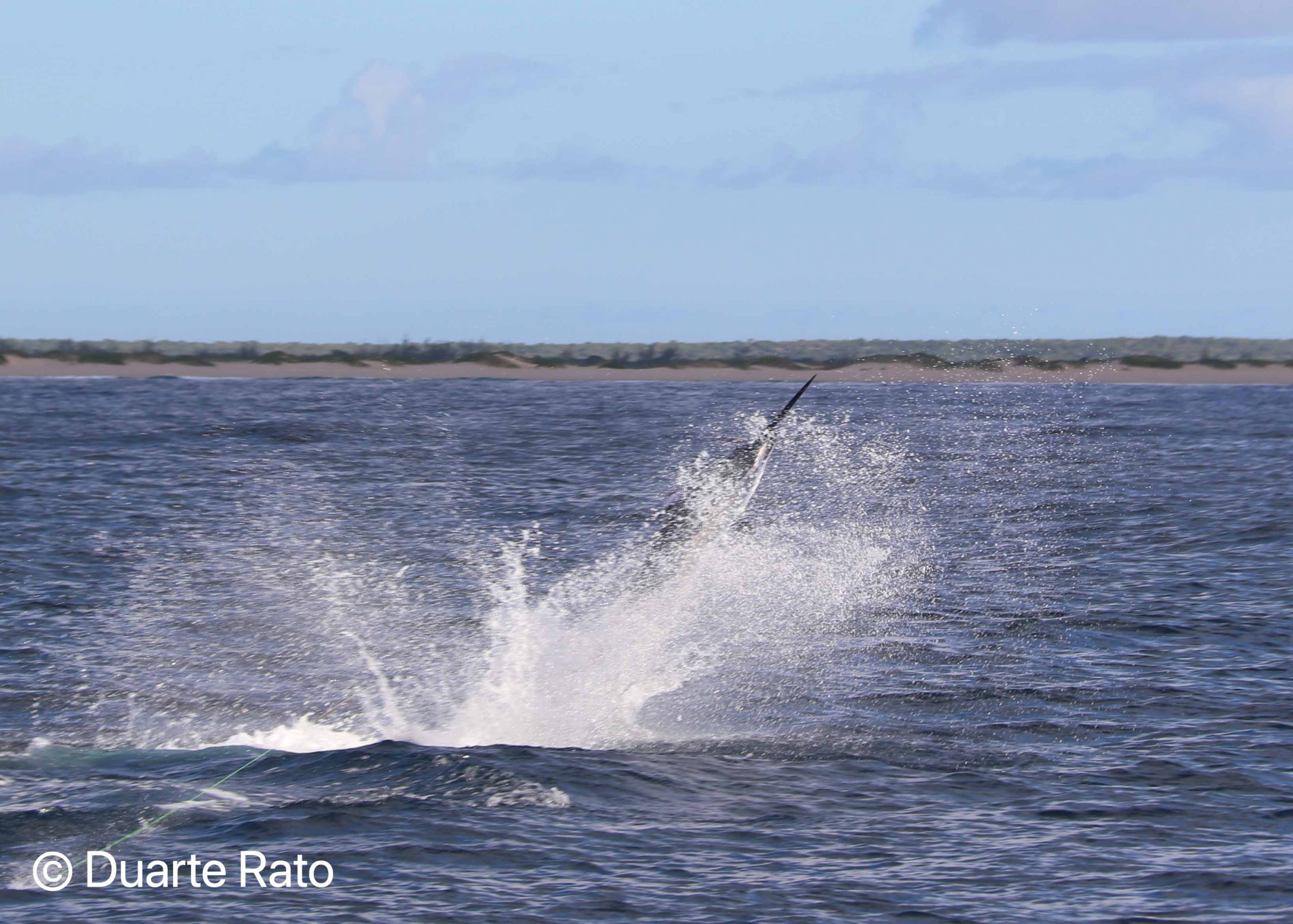 Textbook Style Marlin Release with Andrew Gillespie - FishBazaruto.com