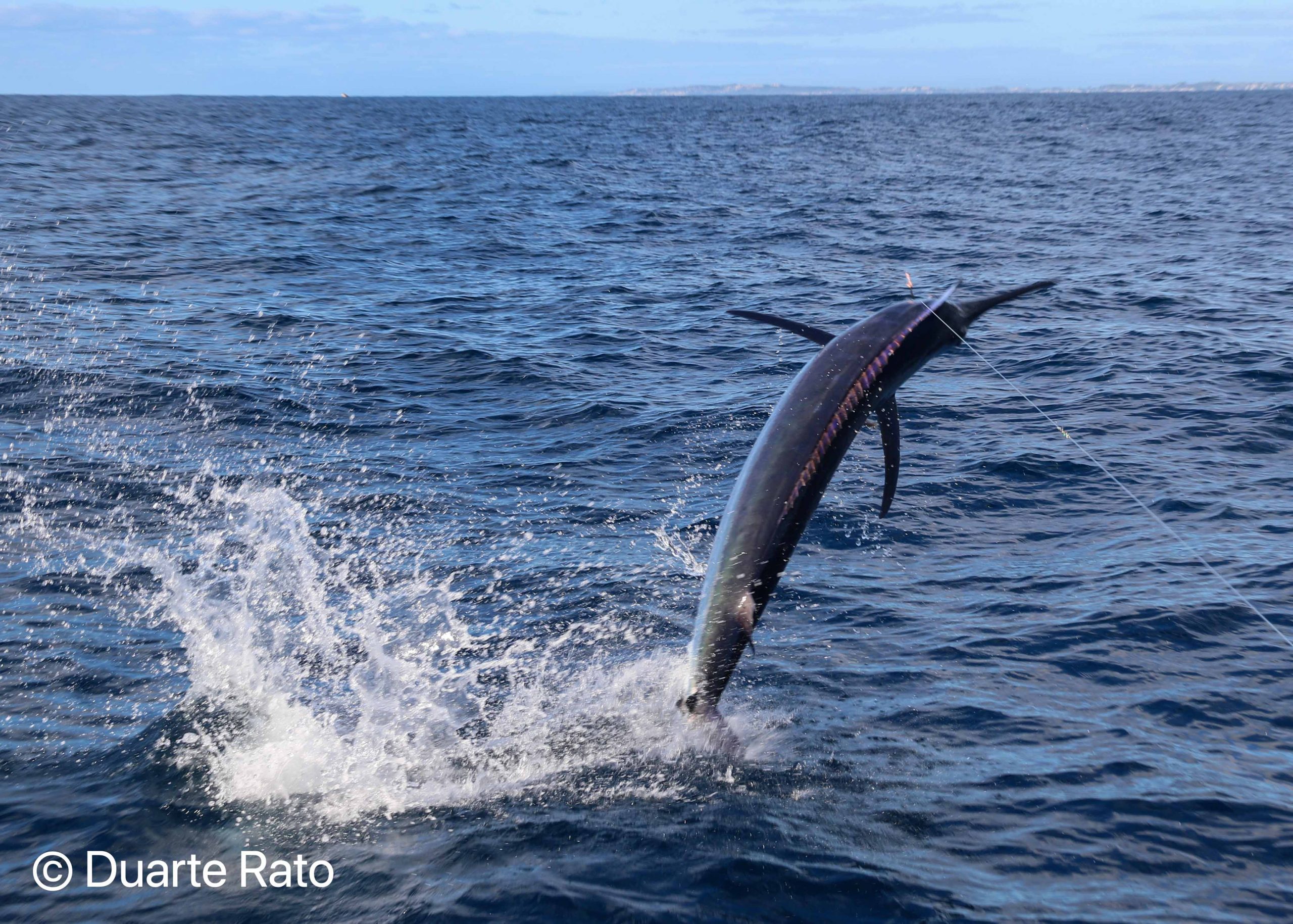 Textbook Style Marlin Release with Andrew Gillespie - FishBazaruto.com