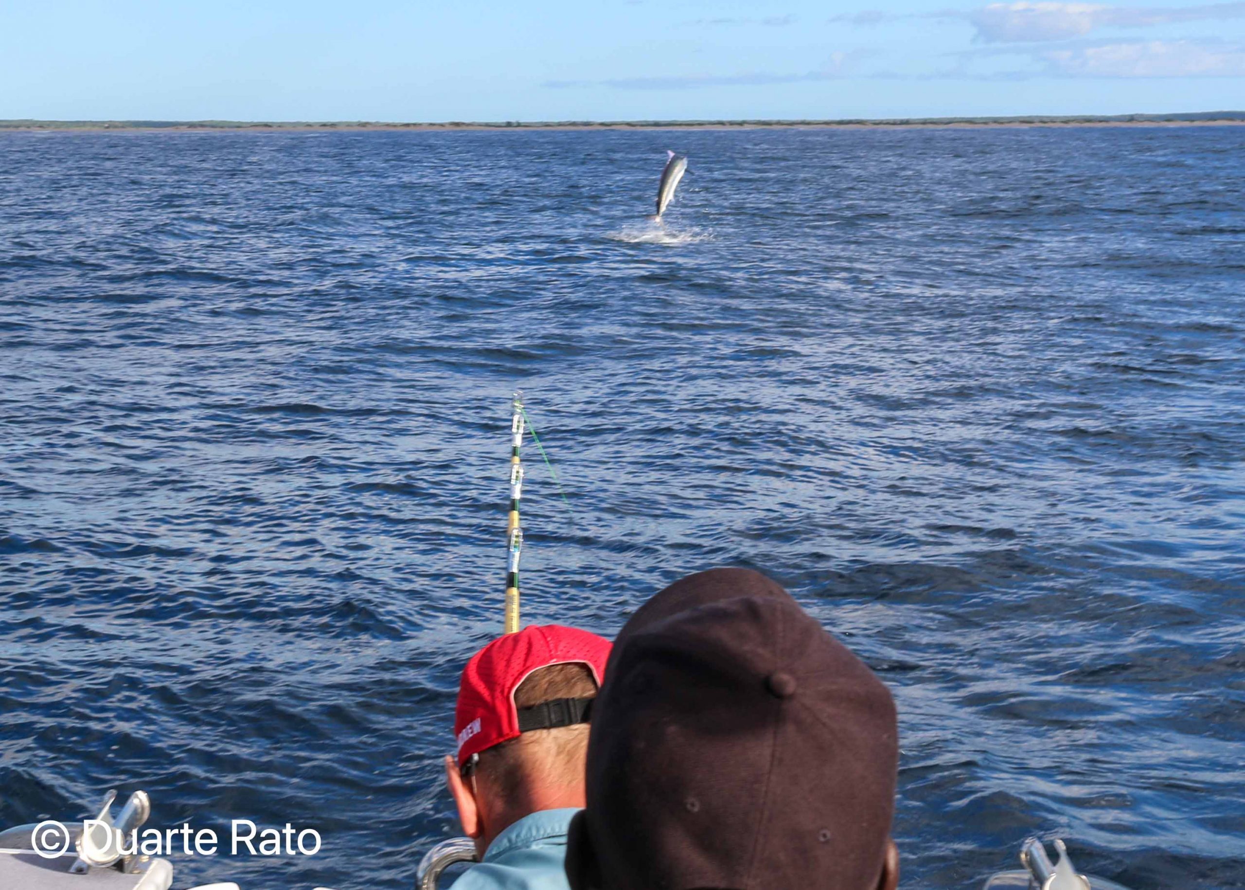 Textbook Style Marlin Release with Andrew Gillespie - FishBazaruto.com