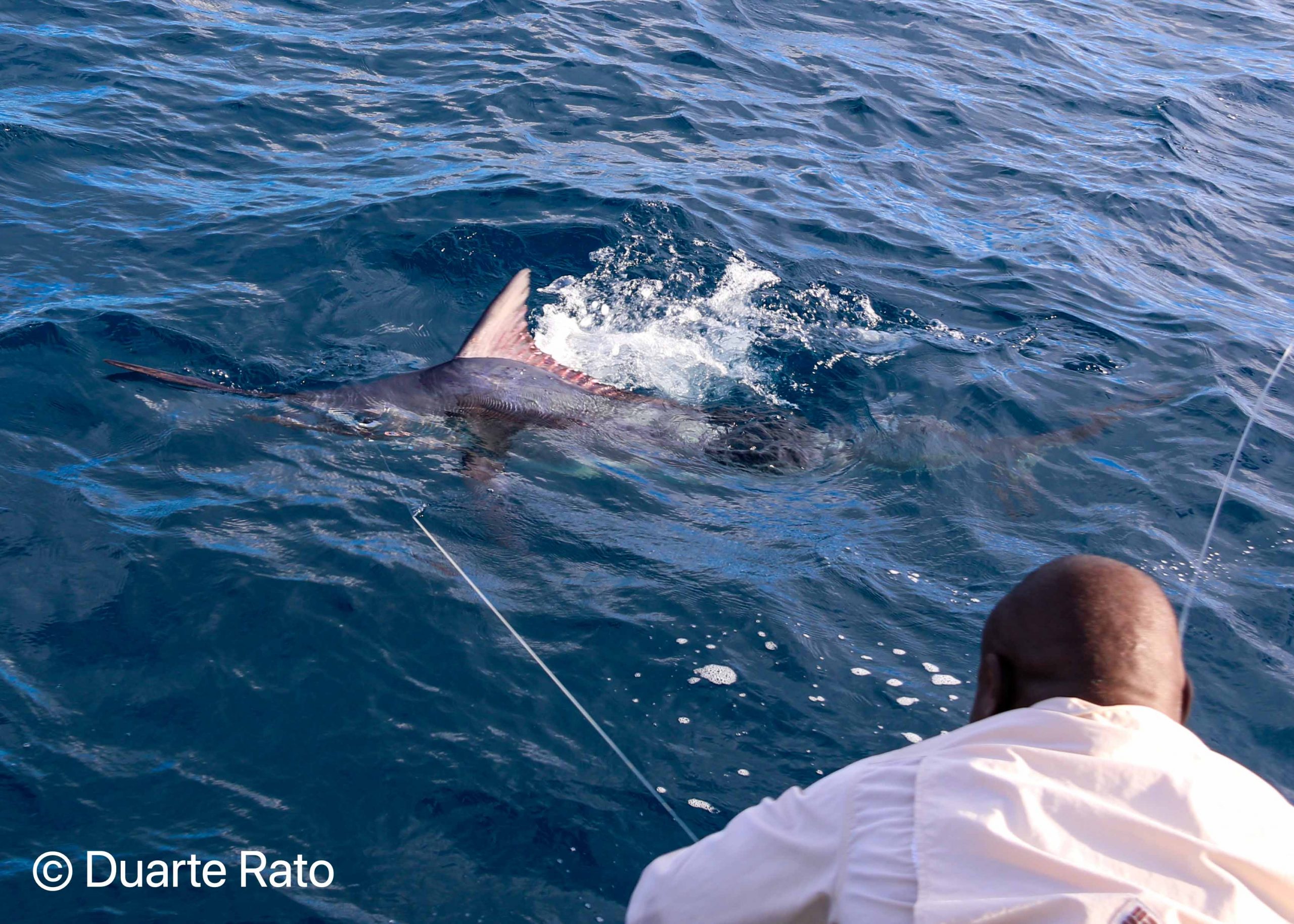 Textbook Style Marlin Release with Andrew Gillespie - FishBazaruto.com