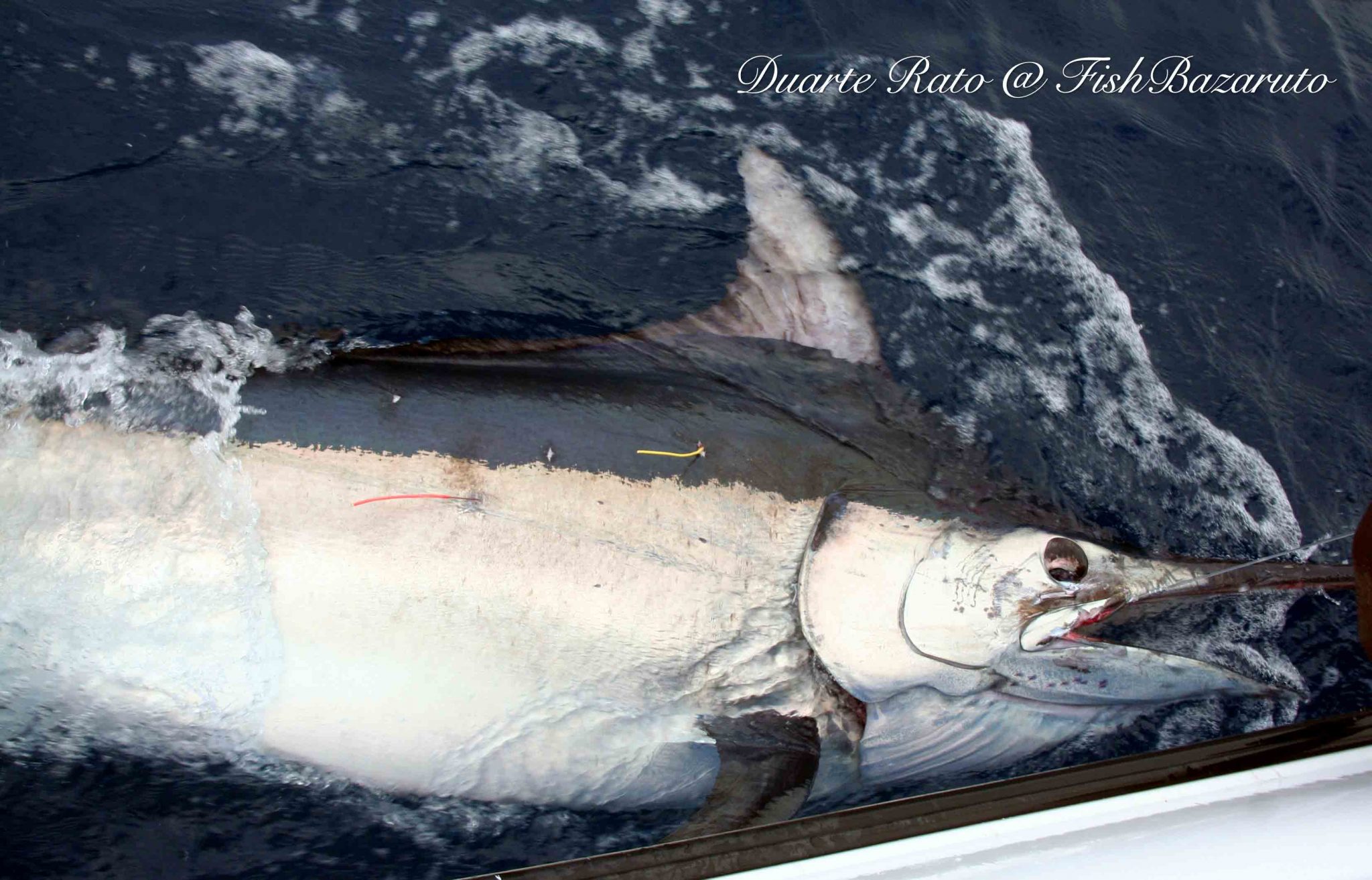 Tracking the heavyweights: Black Marlin Satellite Tagging Program