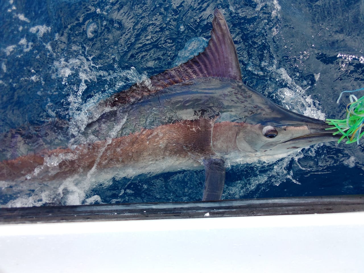 Marlin... - FishBazaruto.com