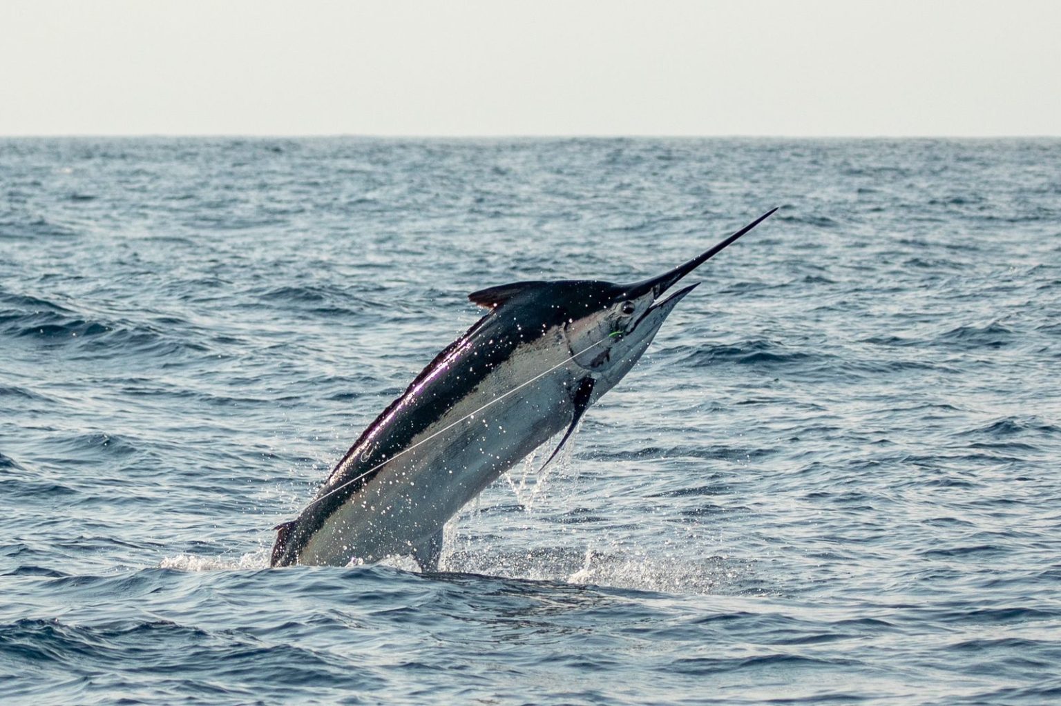 Bazaruto 9 October 2023 Marlin Season Report - FishBazaruto.com